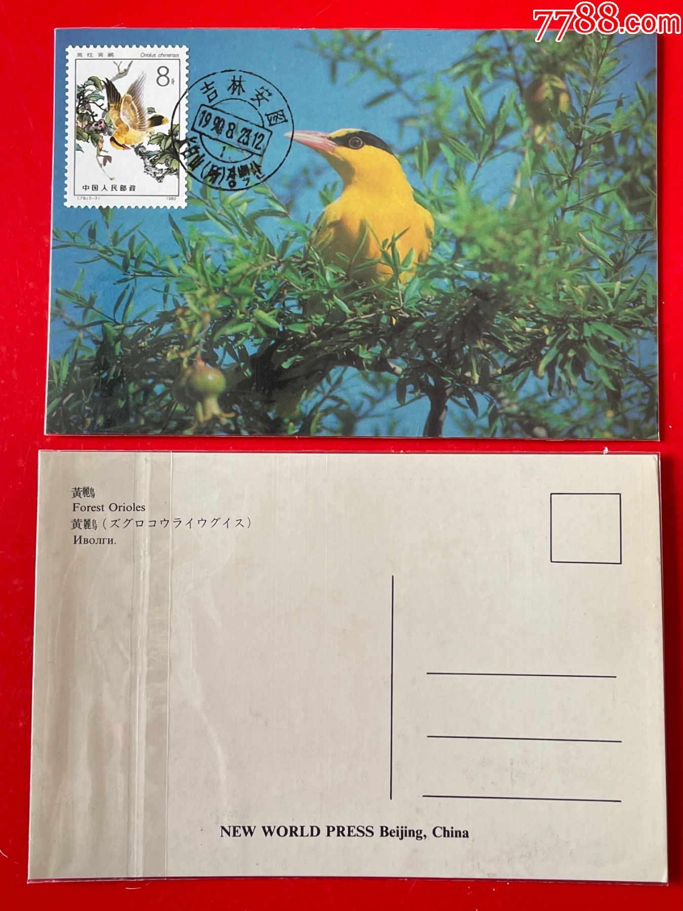 T79-3-黄鹂鸟极限片-价格:21元-au32943323-明信片/邮资片 -加价-7788收藏__收藏热线