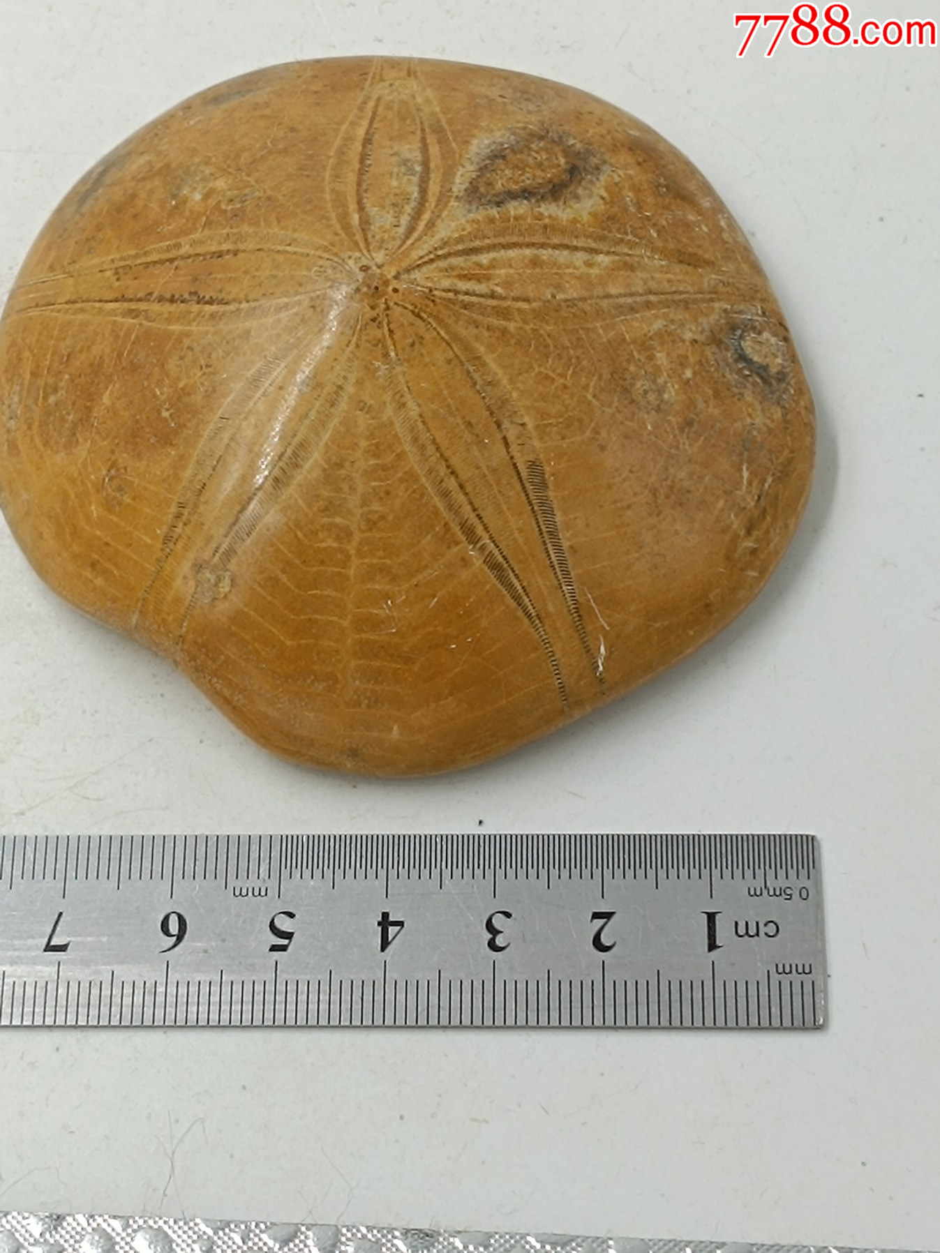 树叶化石、奇石头_动植物化石_肥猫肥猫【7788收藏__收藏热线】