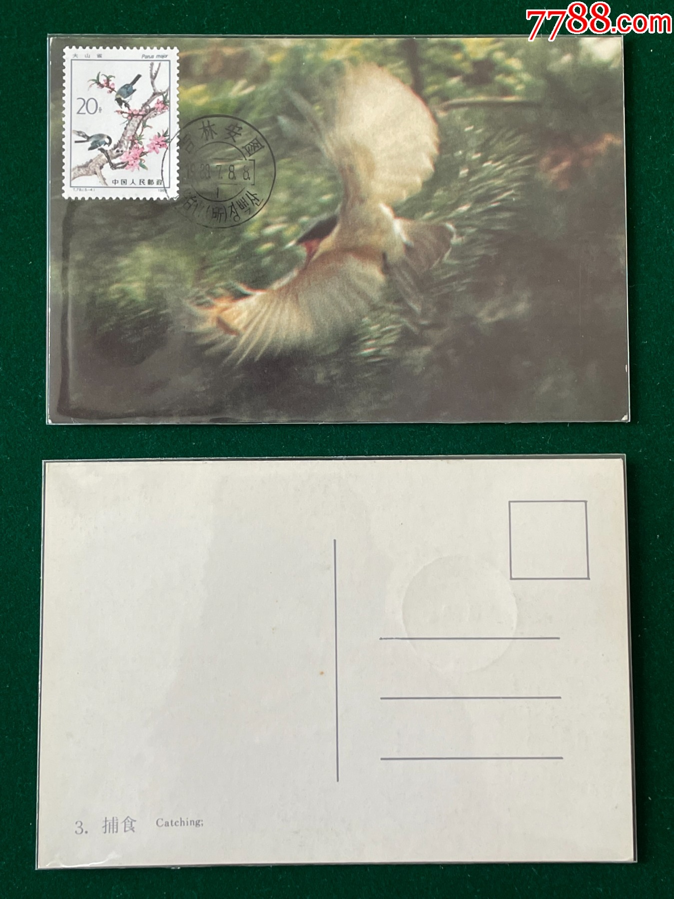 T79-4-大山雀极限片_普通明信片_封片特别全【7788收藏__收藏热线】