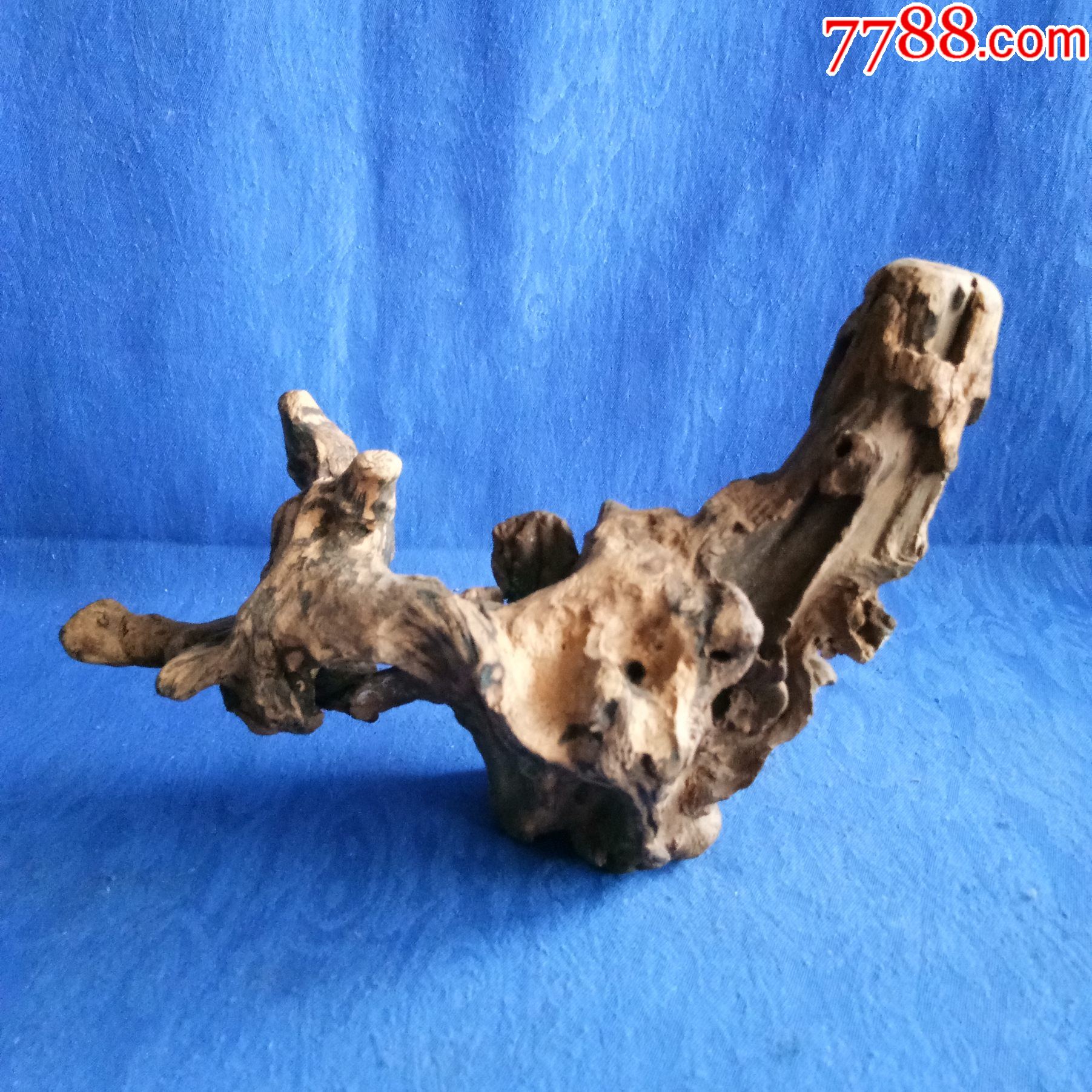 天然根雕艺术摆件盆景造型龙抬头文房案头摆件家居会所民宿陈列装饰-价格:129元-au38305058-其他根雕/木雕 -加价-7788收藏__收藏热线