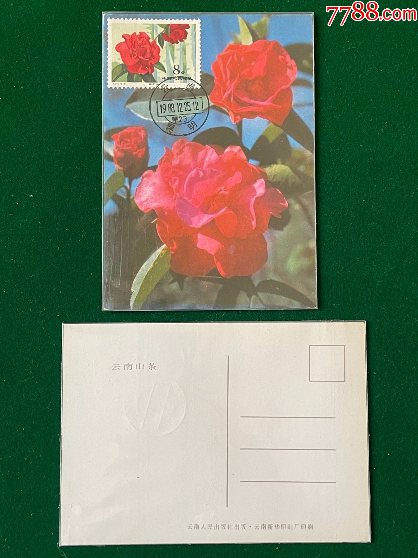 T37-2-山茶花极限片-价格:5元-au39497203-明信片/邮资片 -加价-7788收藏__收藏热线