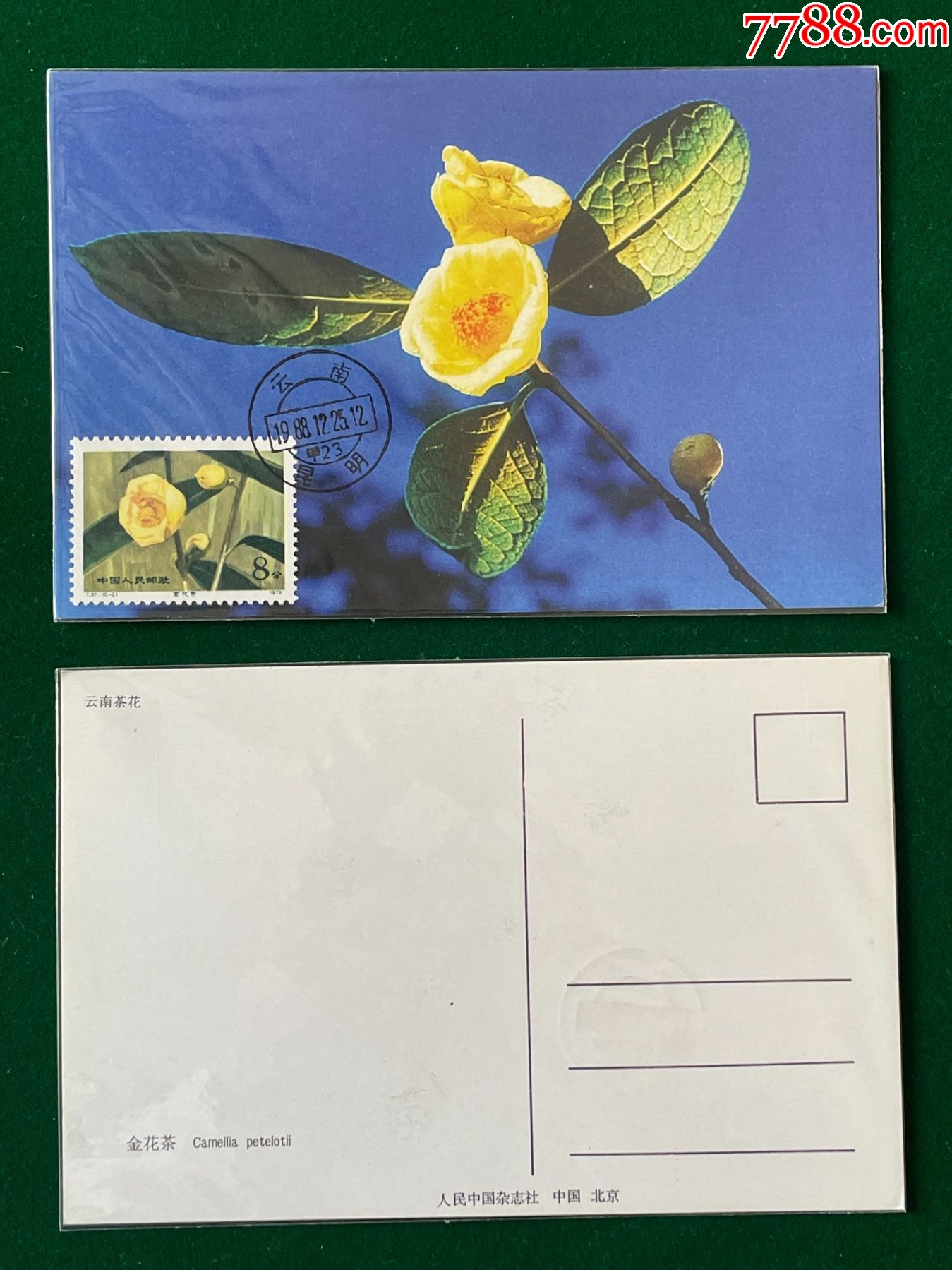 T37-3-山茶花极限片_普通明信片_封片特别全【7788收藏__收藏热线】