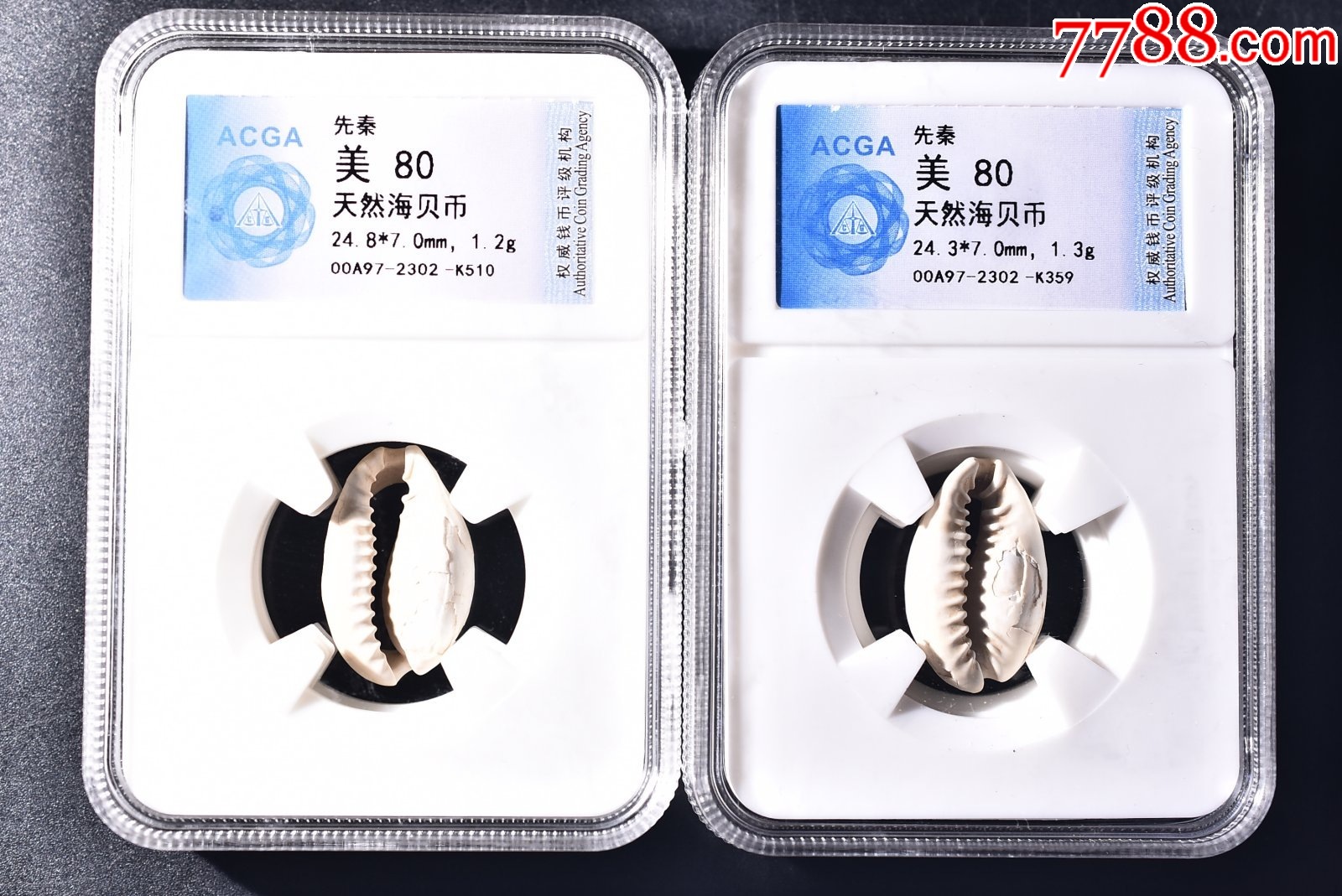 （PA5398）ACGA评级美80先秦《天然海贝币》两枚认准ACGA鉴定-价格:35元-au40246933-古币 -加价-7788收藏__收藏热线