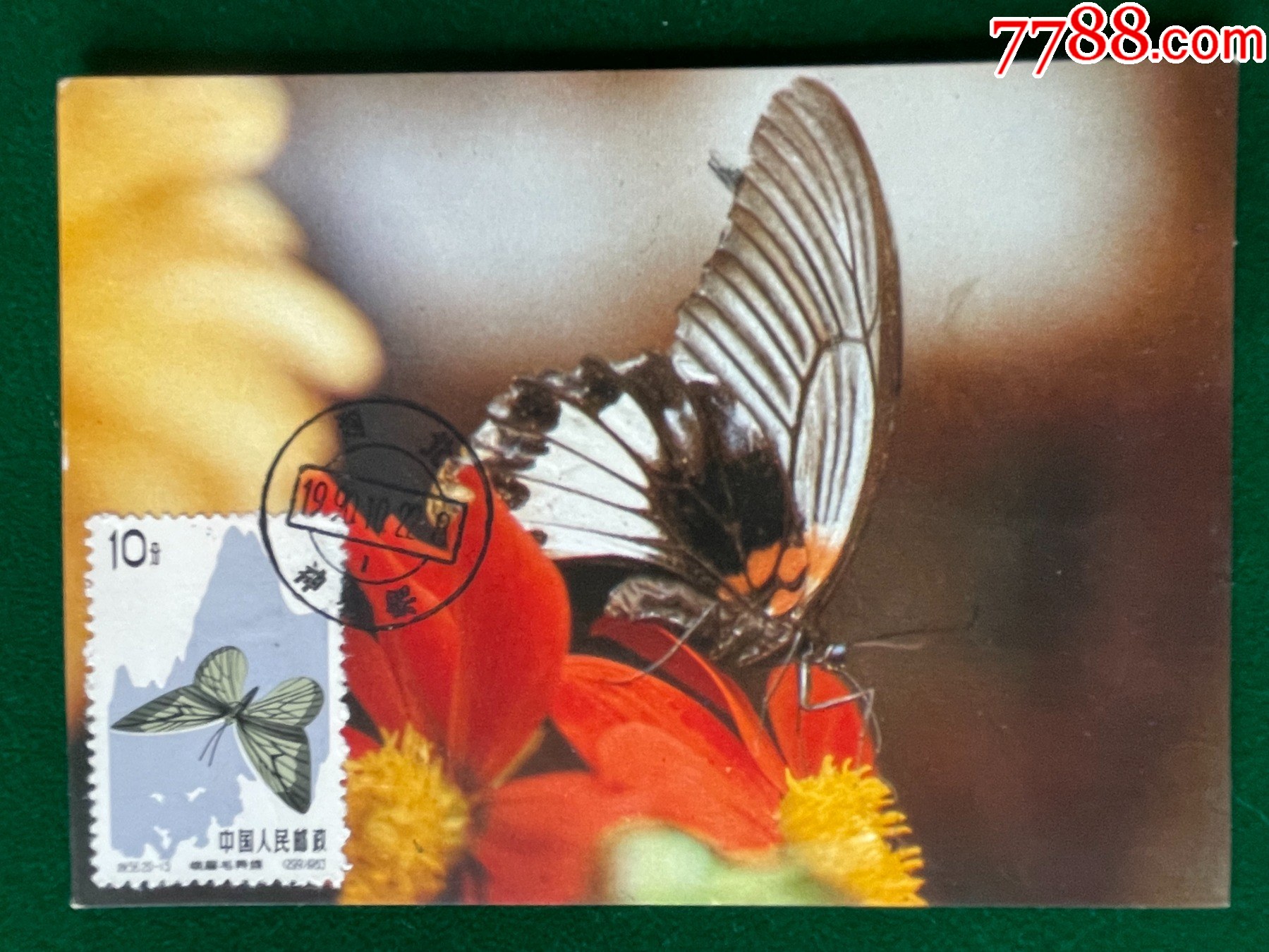 特56-15-蝴蝶极限片__【7788收藏__收藏热线】