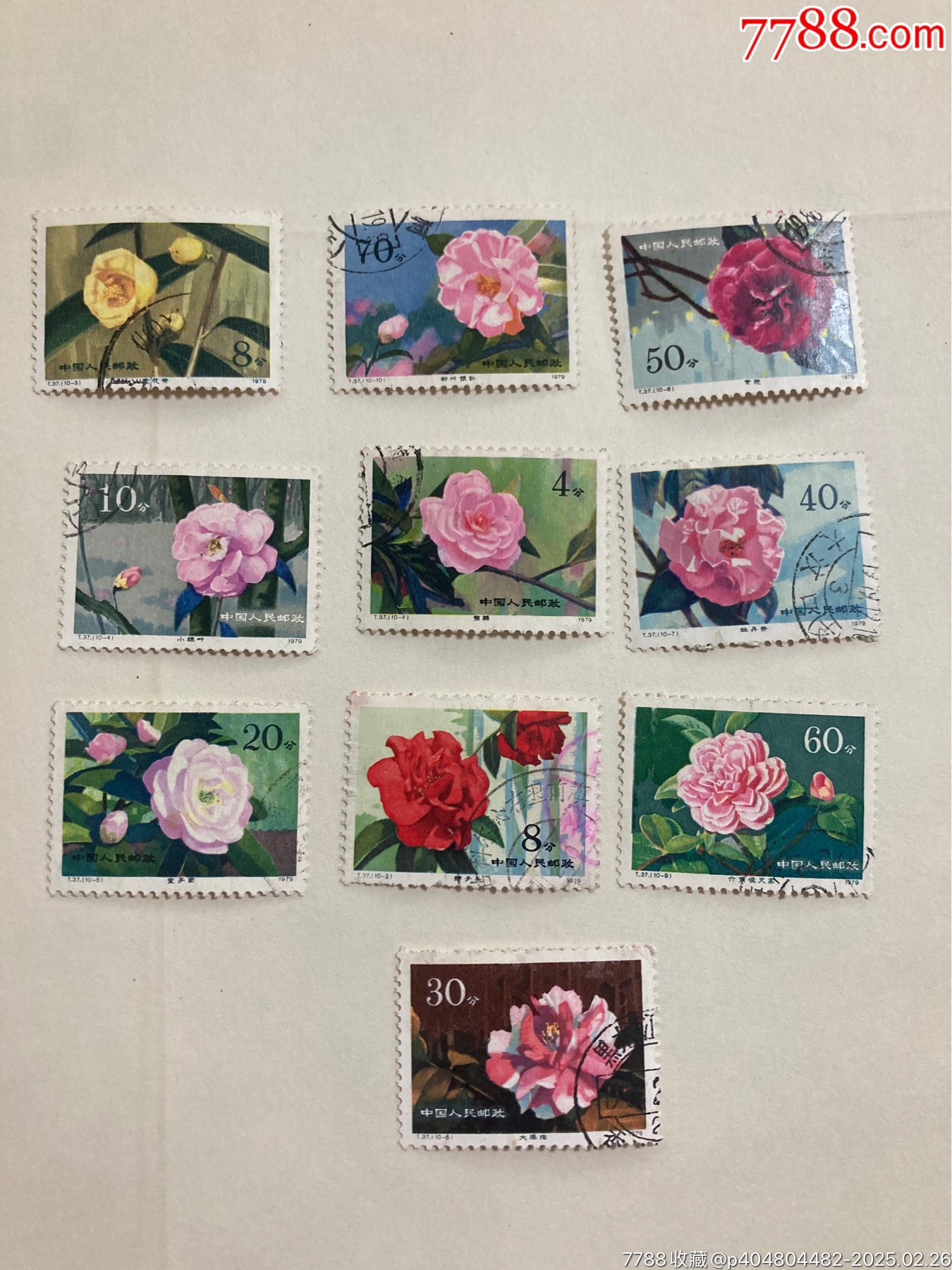 T37山茶花__【7788收藏__收藏热线】