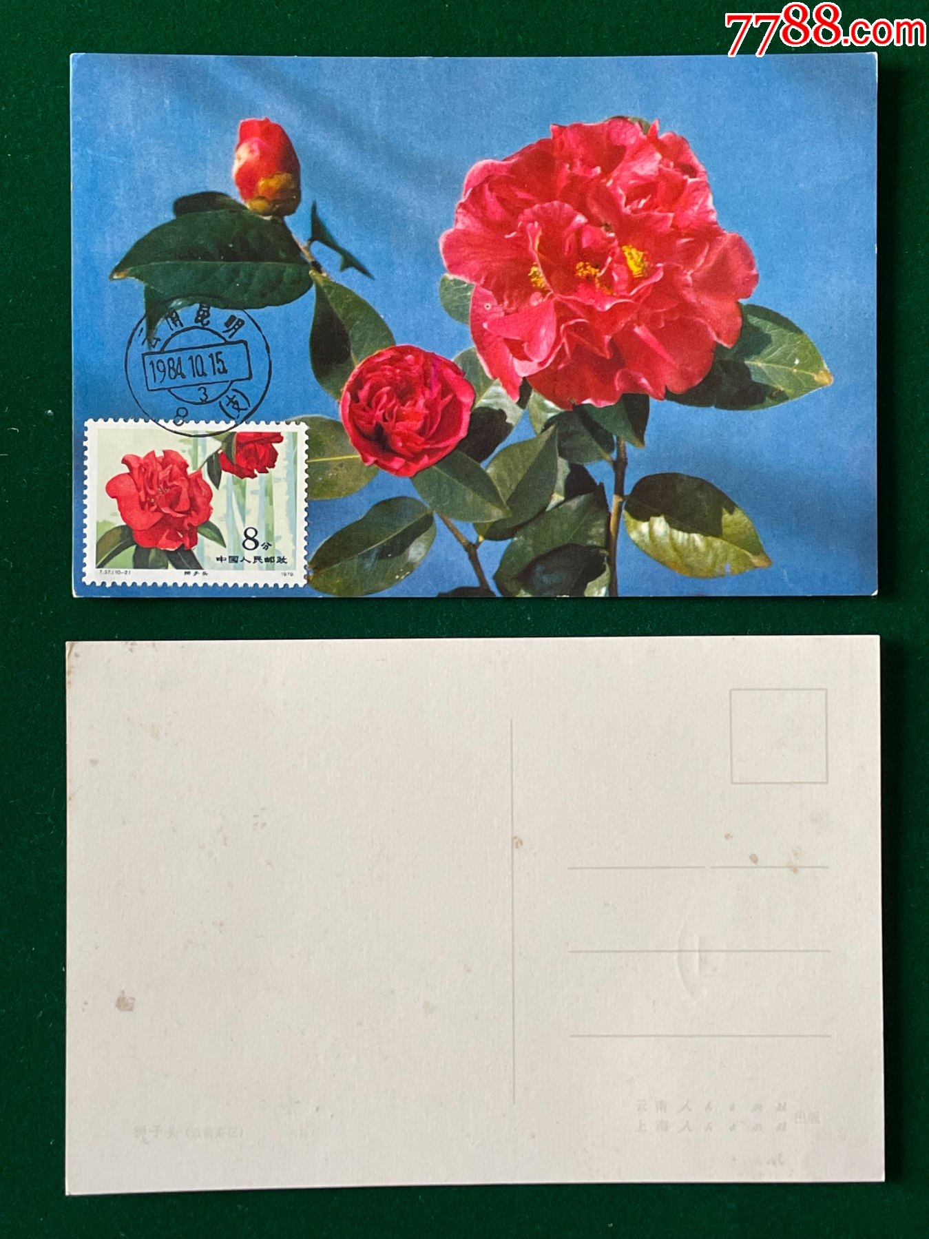 T37-2-山茶花极限片-价格:5元-au40687017-明信片/邮资片 -加价-7788收藏__收藏热线