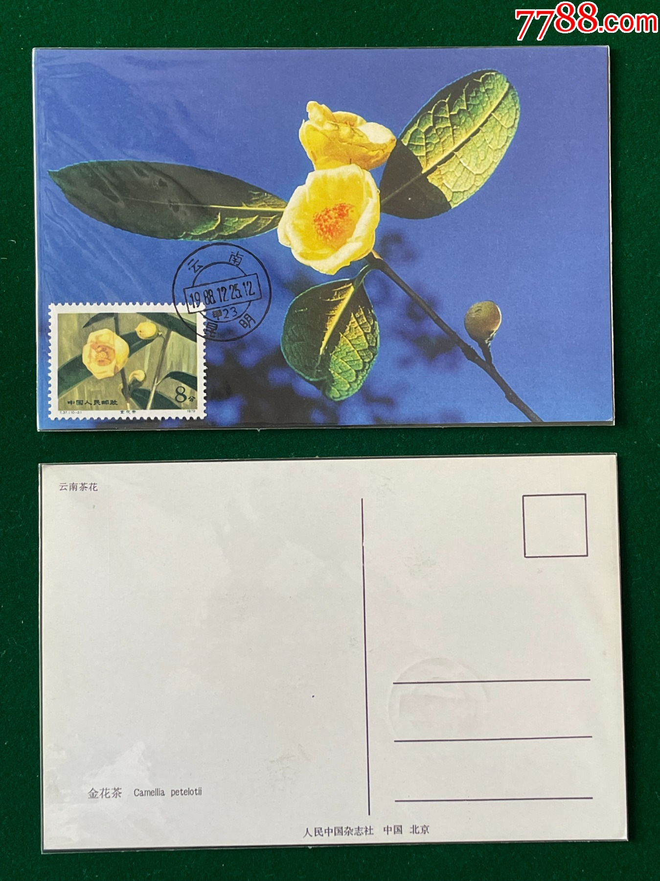 T37-3-山茶花极限片-价格:11元-au40687024-明信片/邮资片 -加价-7788收藏__收藏热线